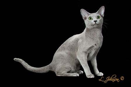 CFA Russian Blue Breed Council