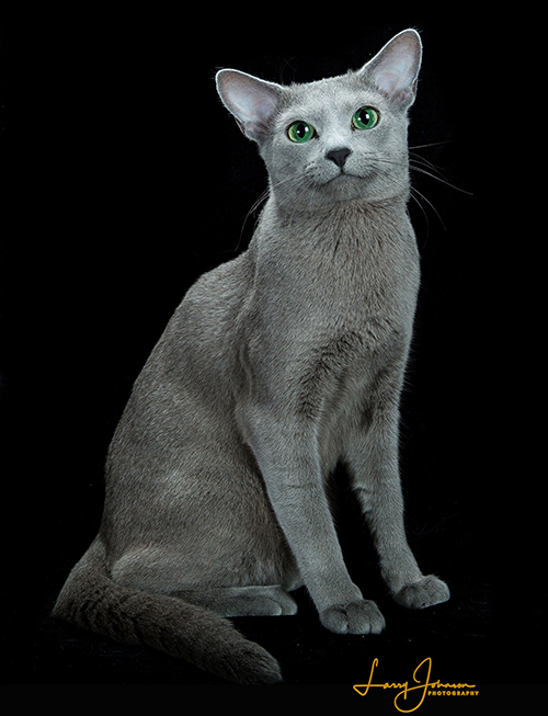 CFA Russian Blue Breed Council