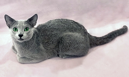 CFA Russian Blue Breed Council
